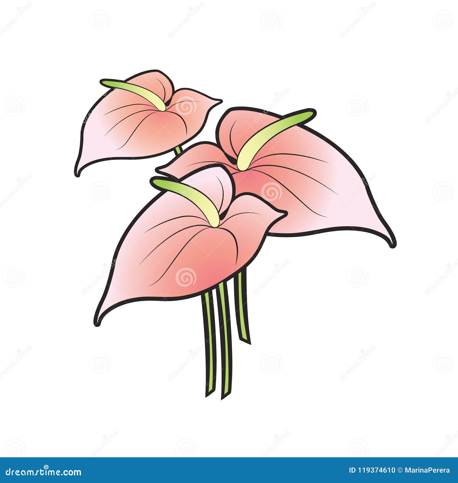 Anthurium Flower Drawing
