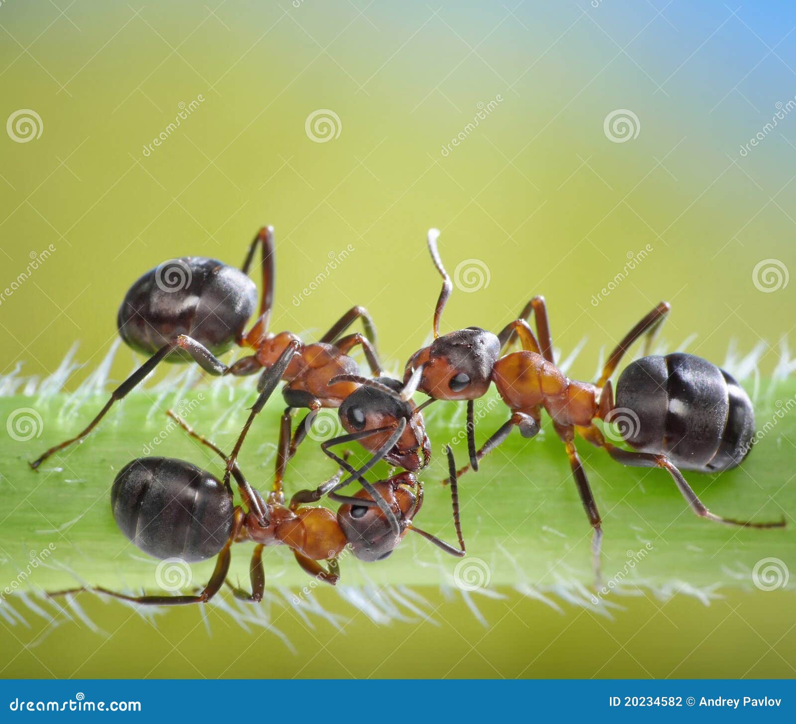 Three Ants Conspiracy on Grass Stock Photo - Image of animals, sunny ...