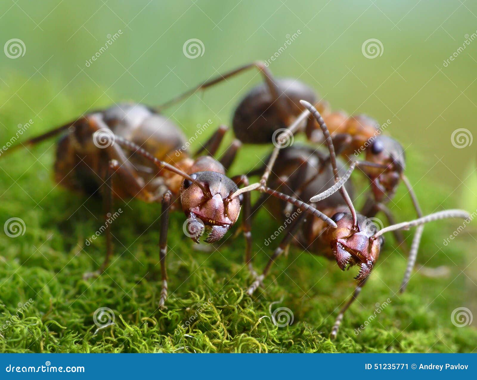 Three ants formica rufa stock image. Image of detailed - 51235771