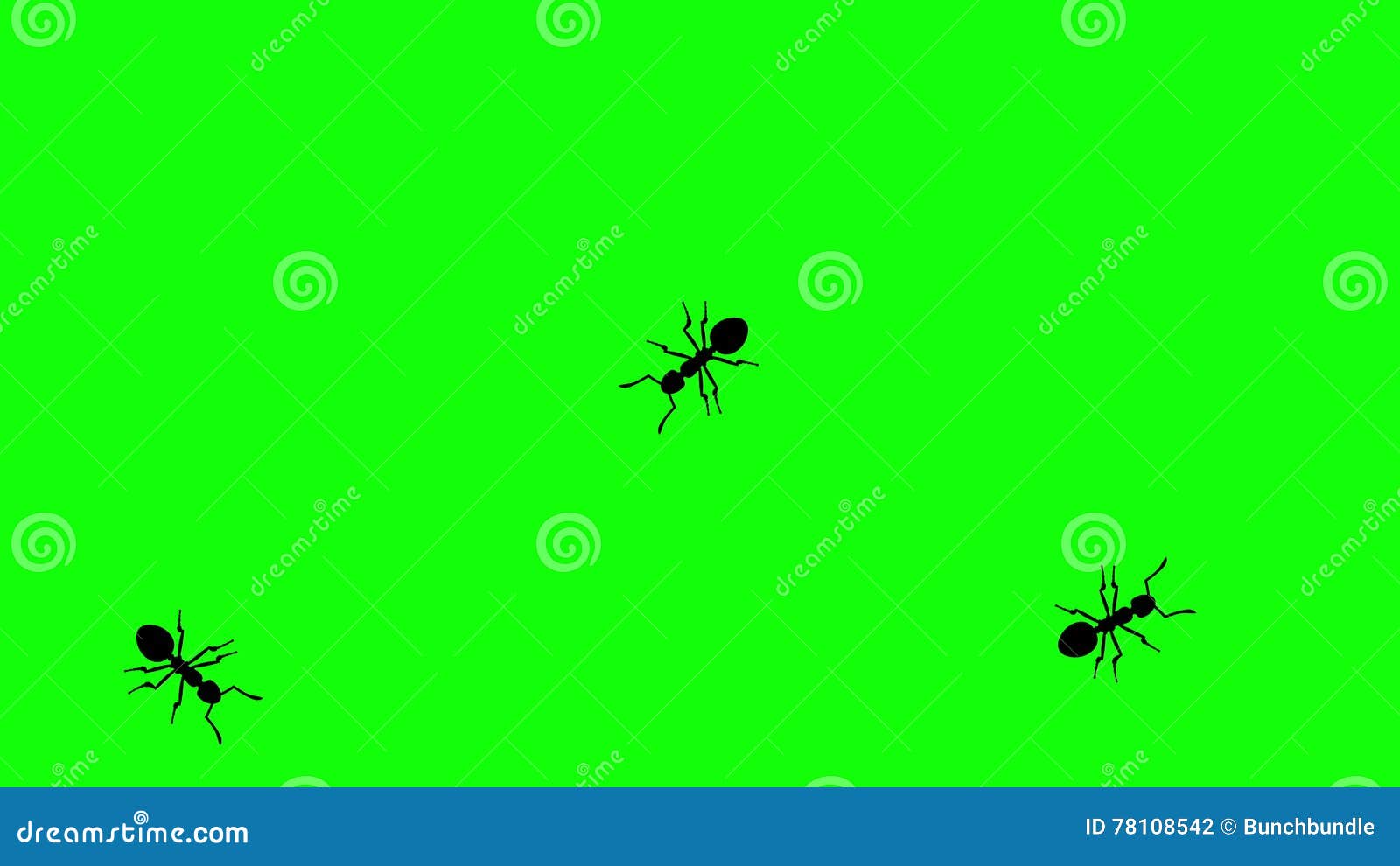 Green Screen Ants Stock Footage & Videos - 80 Stock Videos