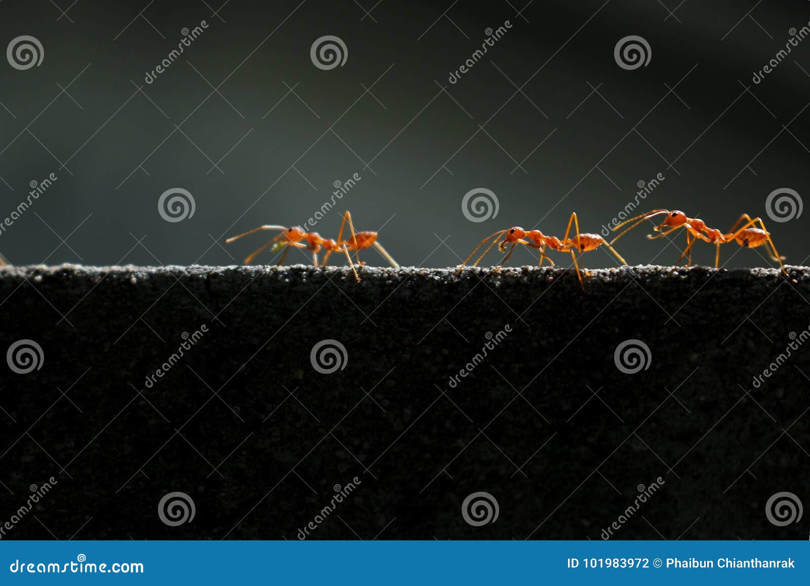 Three ants in one row stock photo. Image of team, teamwork - 101983972