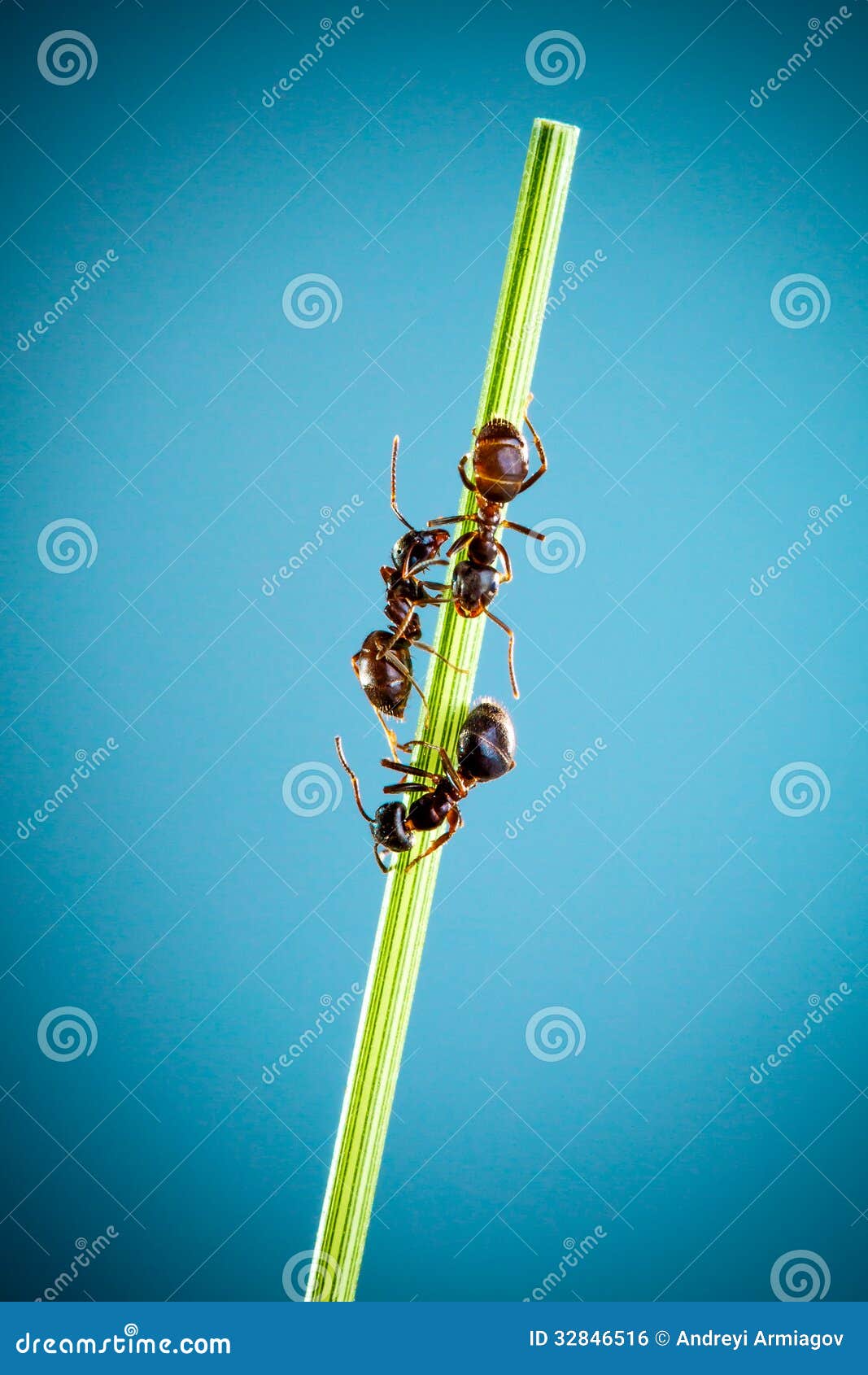 Three ants. stock photo. Image of construction, ergate - 32846516
