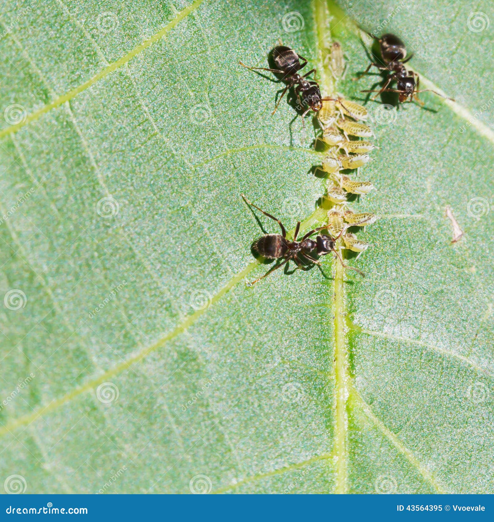 Three Ants Tending Aphids Group on Leaf Stock Image - Image of nature ...