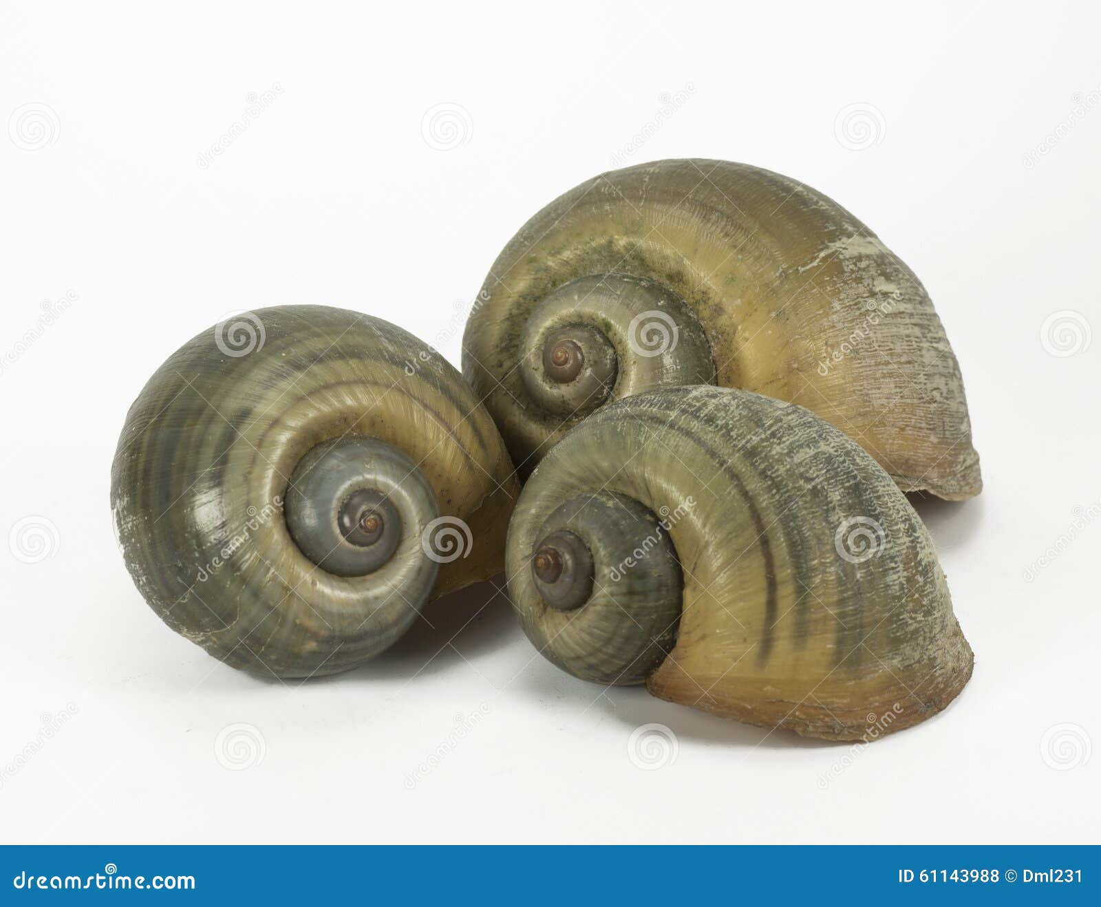 Three Apple Snail Shells stock photo. Image of pattern - 61143988