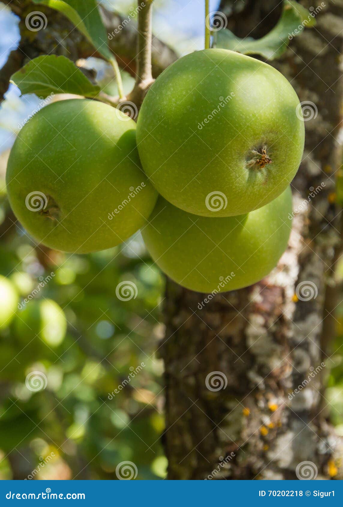 Three Apple on Tree stock photo. Image of summer, food - 70202218
