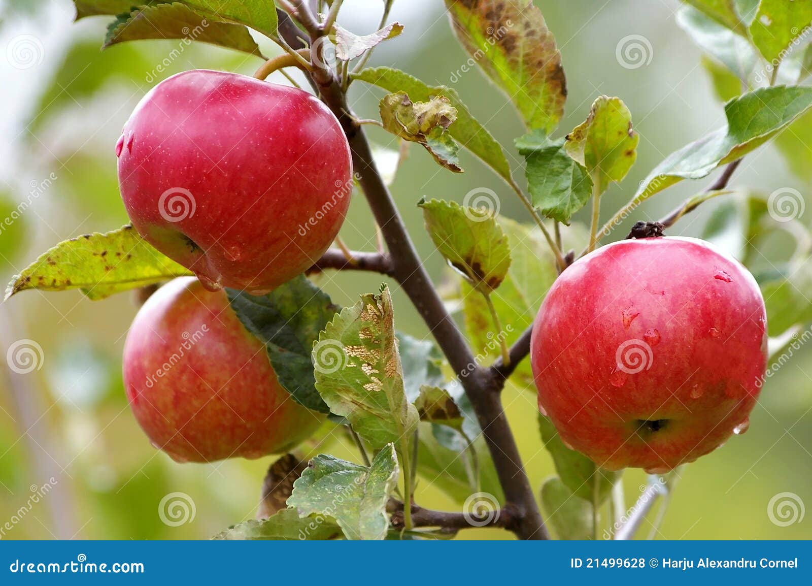 Three apples stock photo. Image of natural, growing, green - 21499628