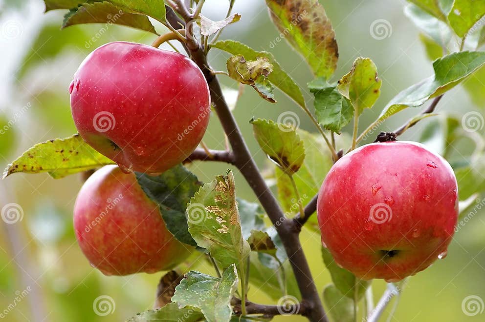 Three apples stock photo. Image of natural, growing, green - 21499628