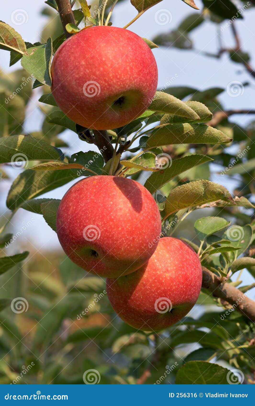 Three apples stock photo. Image of fall, summer, delicious - 256316