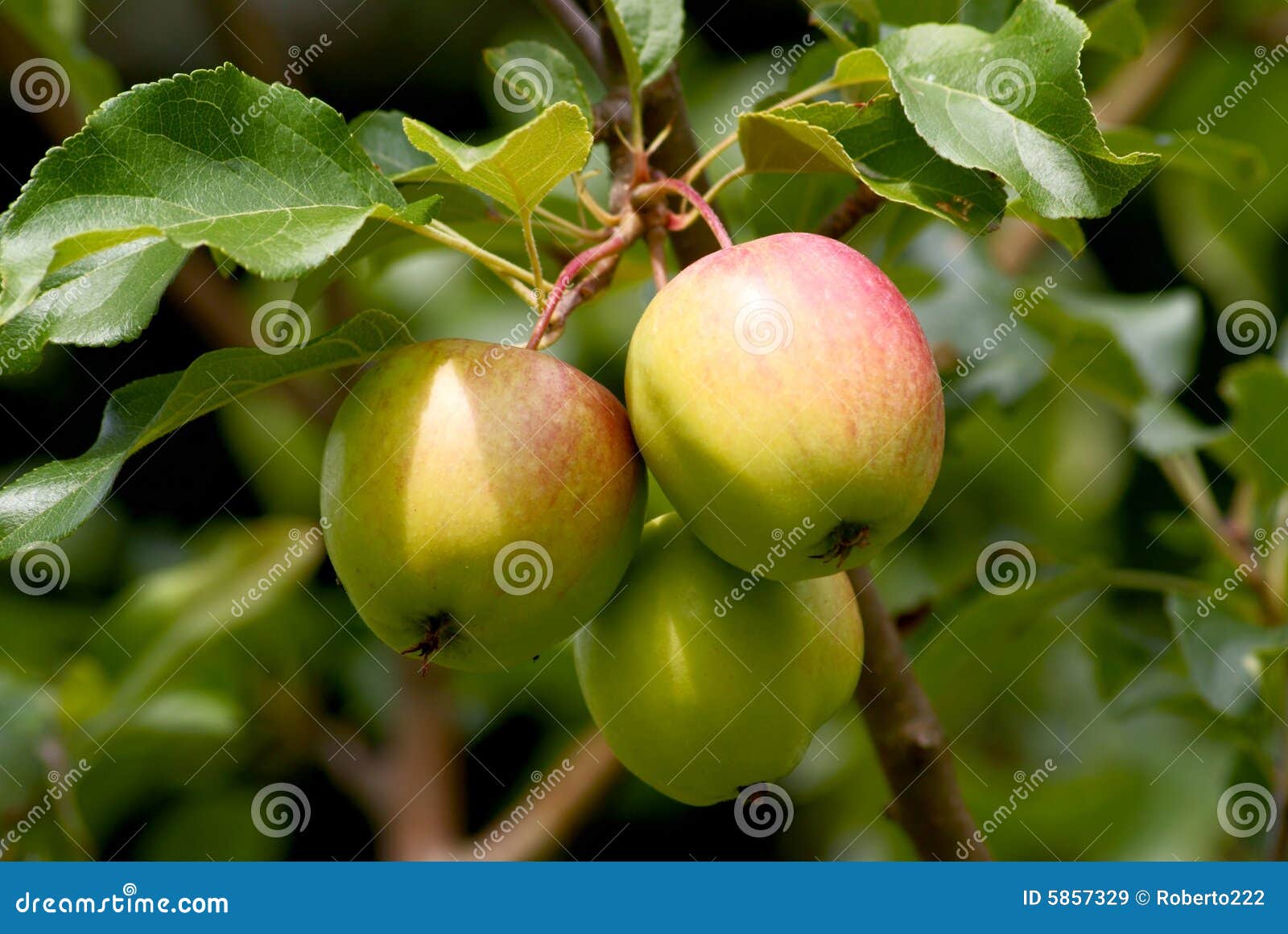 Three apples stock image. Image of detail, season, vitamins - 5857329