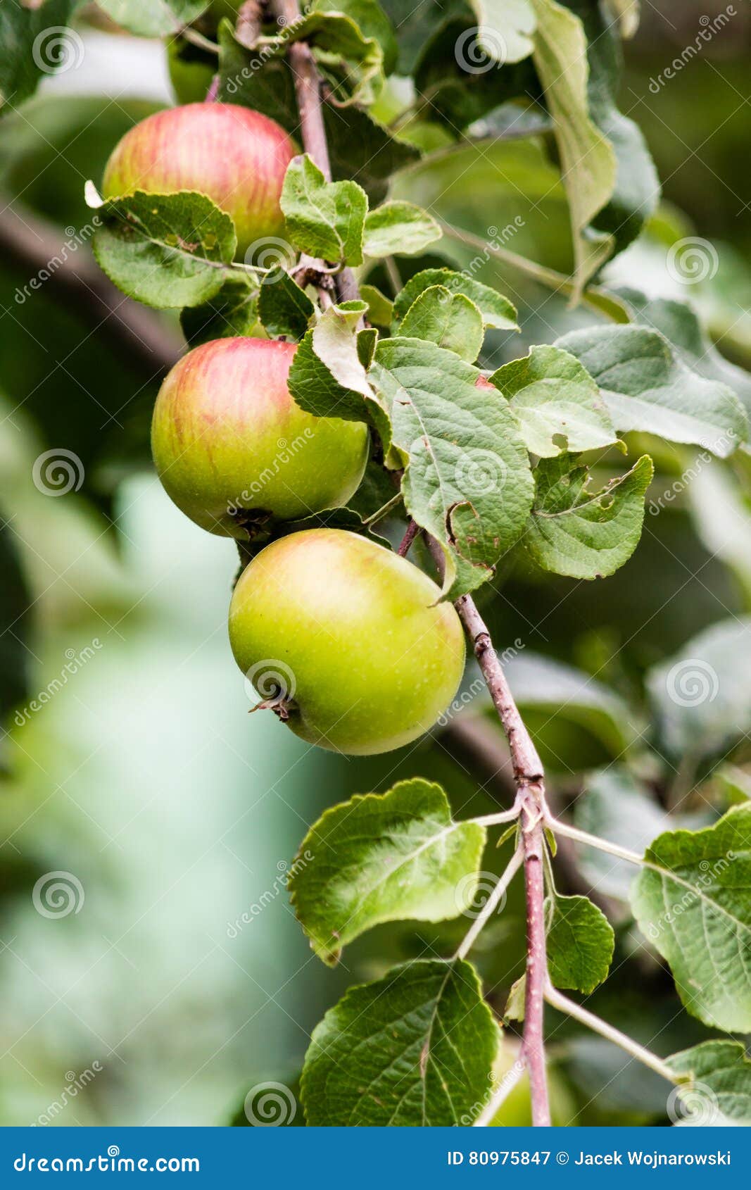 Three Apples on the Branch stock image. Image of outdoor - 80975847