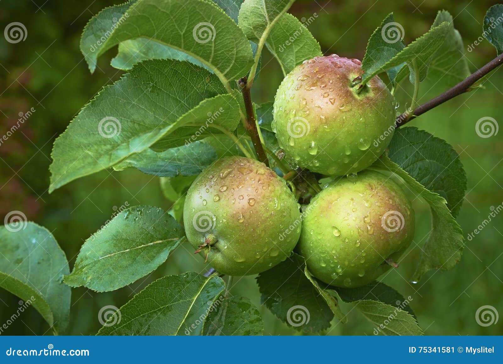 Three apples on branches stock image. Image of gardening - 75341581