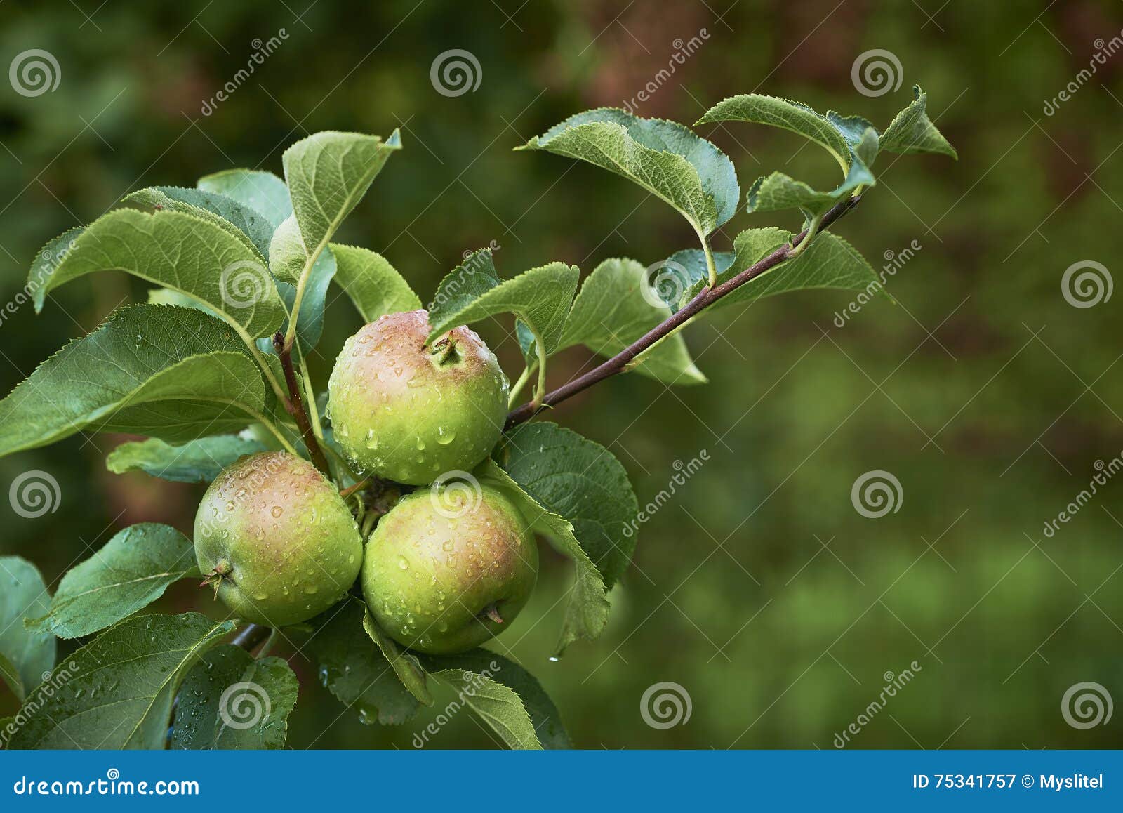 Three apples on branches stock image. Image of garden - 75341757