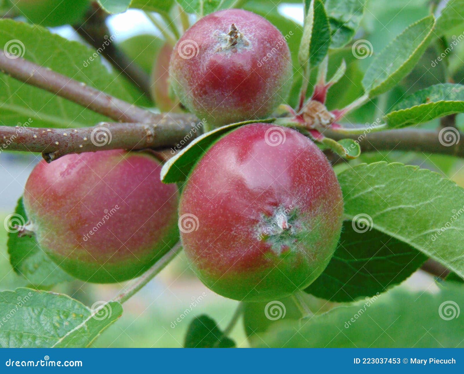 Ripening Apples Still on the Vine Stock Image - Image of vine, apples ...