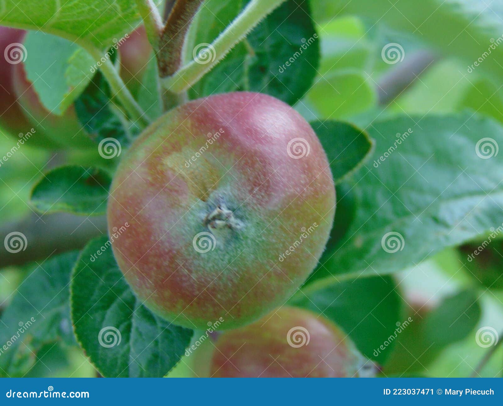 Ripening Apples Still on the Vine Stock Image - Image of wild, ripening ...