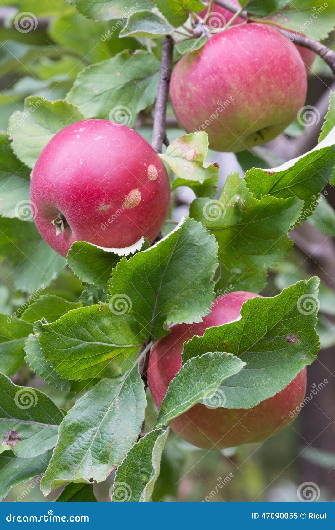 Three apples stock image. Image of apple, sweet, twig - 47090055