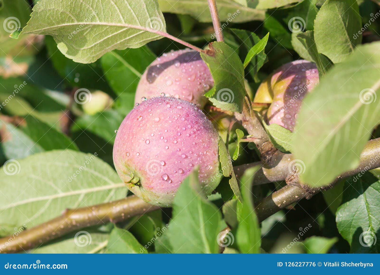 Three Apples with Water Drops Hanging on a Tree. Warm Sunlight Falling ...