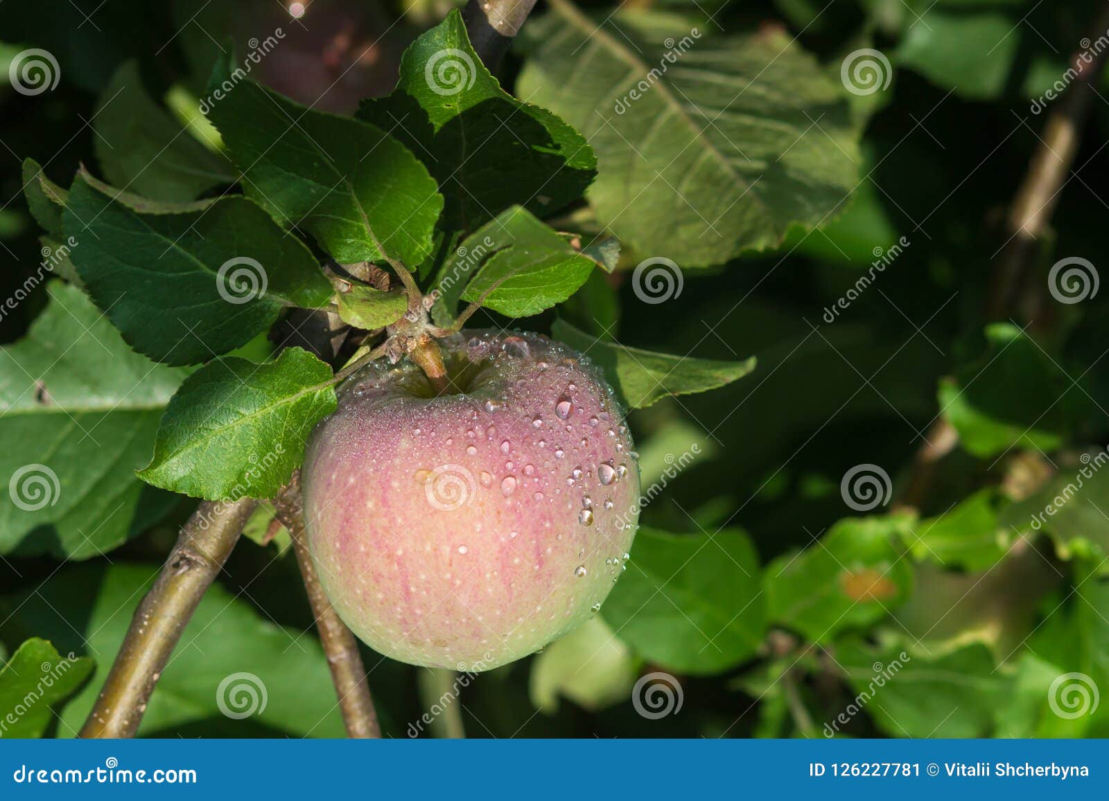 Three Apples with Water Drops Hanging on a Tree. Warm Sunlight Falling ...