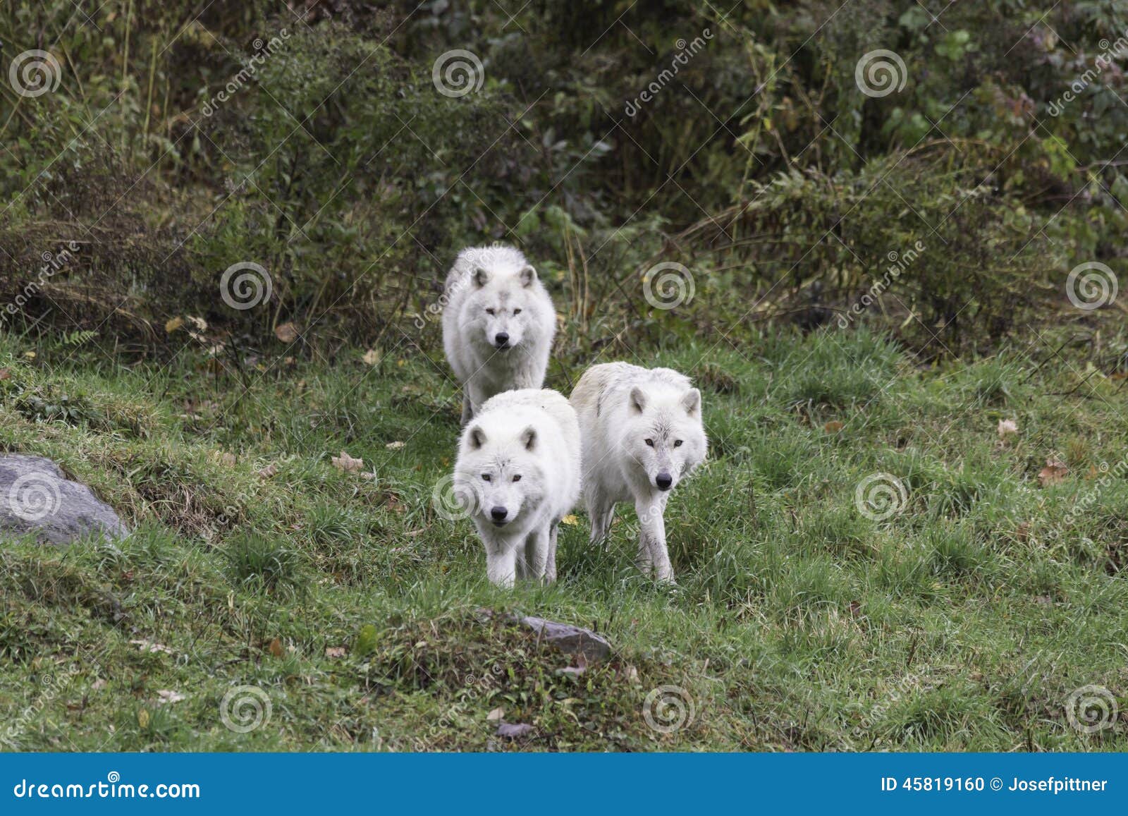 Three Arctic Wolves stock photo. Image of gray, face - 45819160