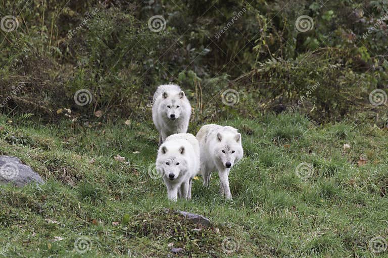 Three Arctic Wolves stock photo. Image of gray, face - 45819160