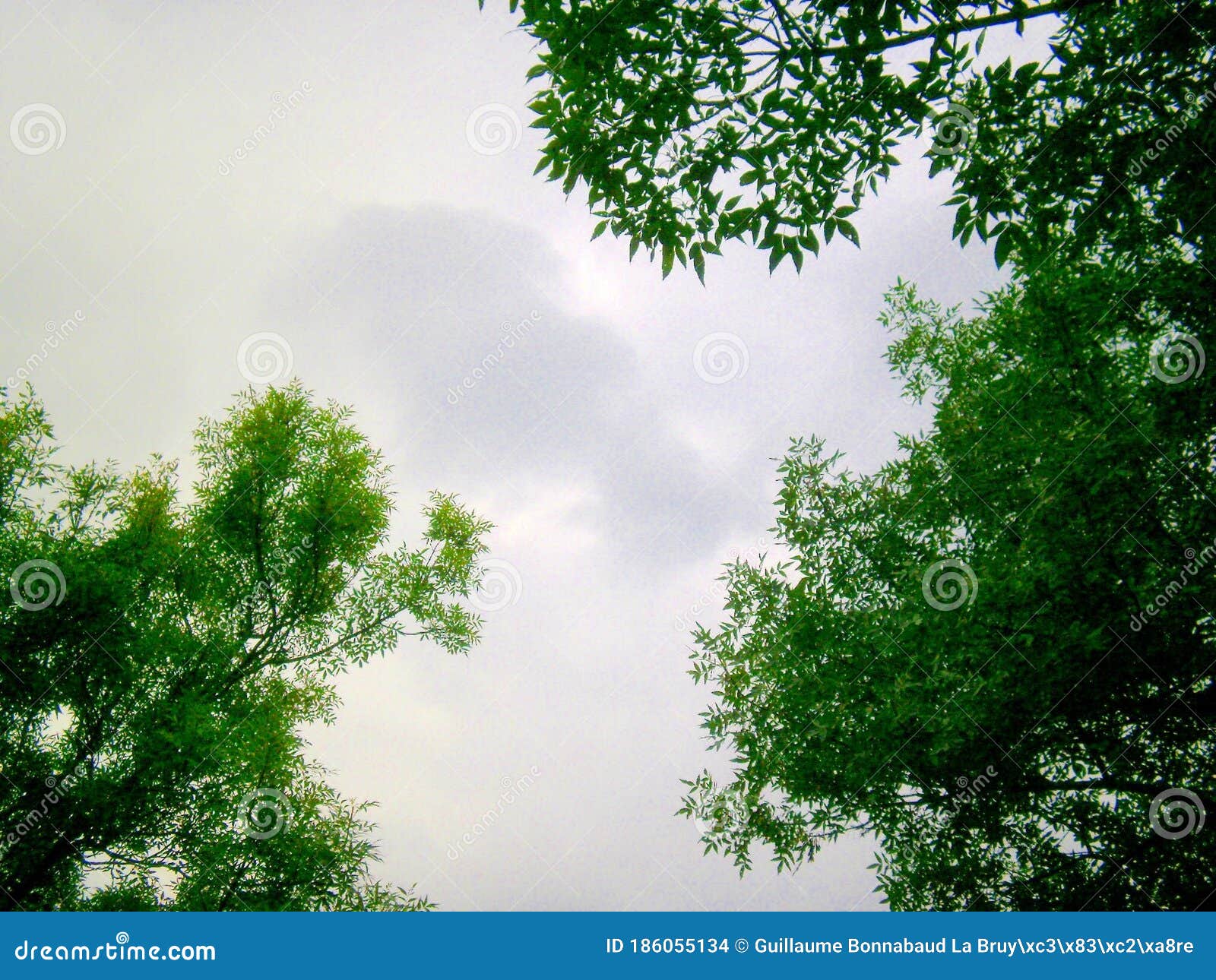 Three Ash Trees in the Grey Sky Stock Photo - Image of nature, clouds ...