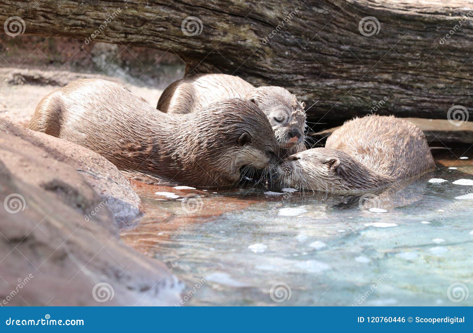 Three Asian Short Clawed Otters Cuddling Stock Photo - Image of close ...