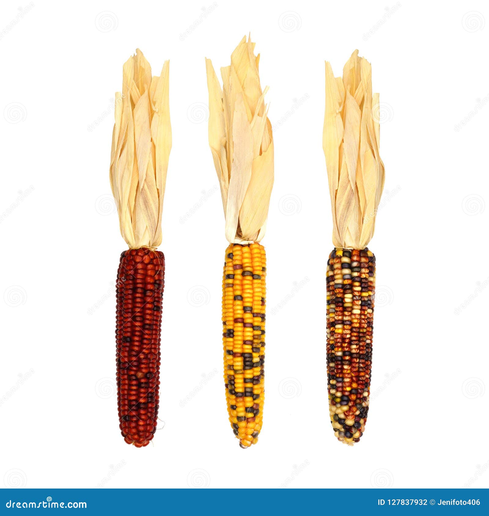 Dried Corn Strings Stock Photography | CartoonDealer.com #21968126