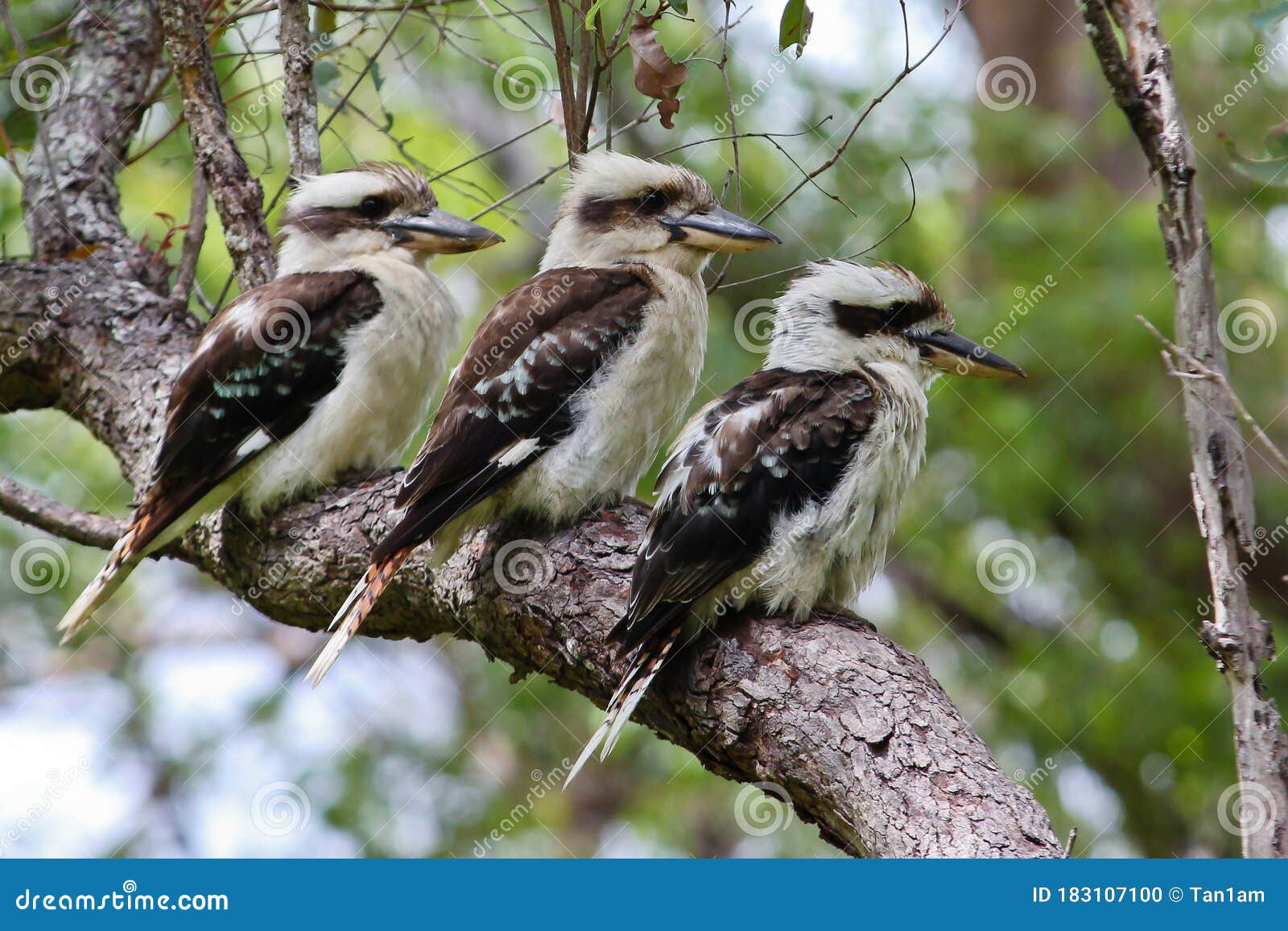 Three Australian Laughing Kookaburras Perched on a Tree Stock Photo ...