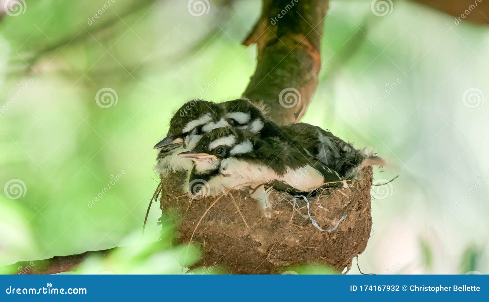 Three Australian Magpie Lark Babies in a Nest Stock Photo - Image of ...