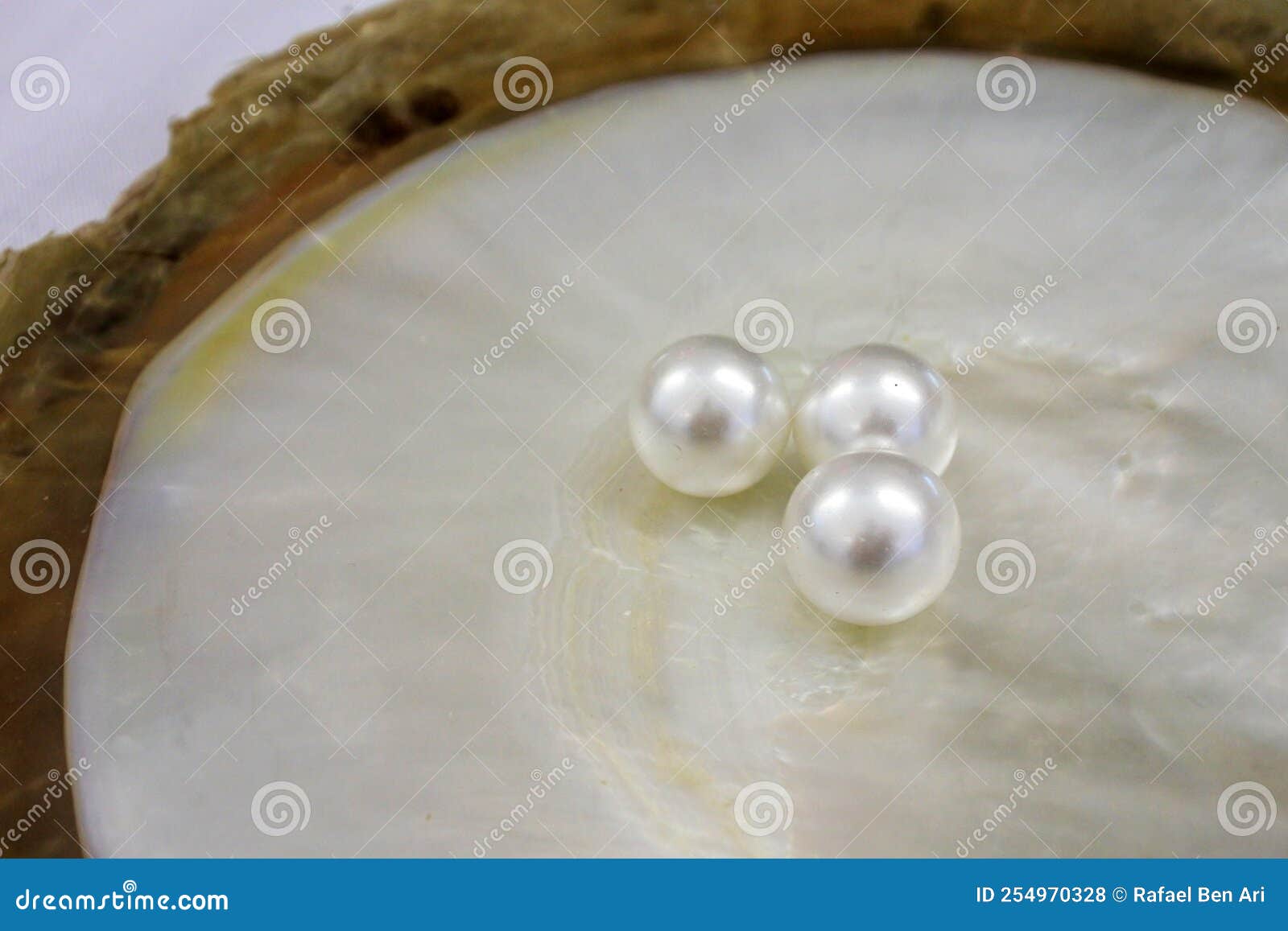 Three Australian South Sea Pearl Inside an Oyster Stock Photo - Image ...