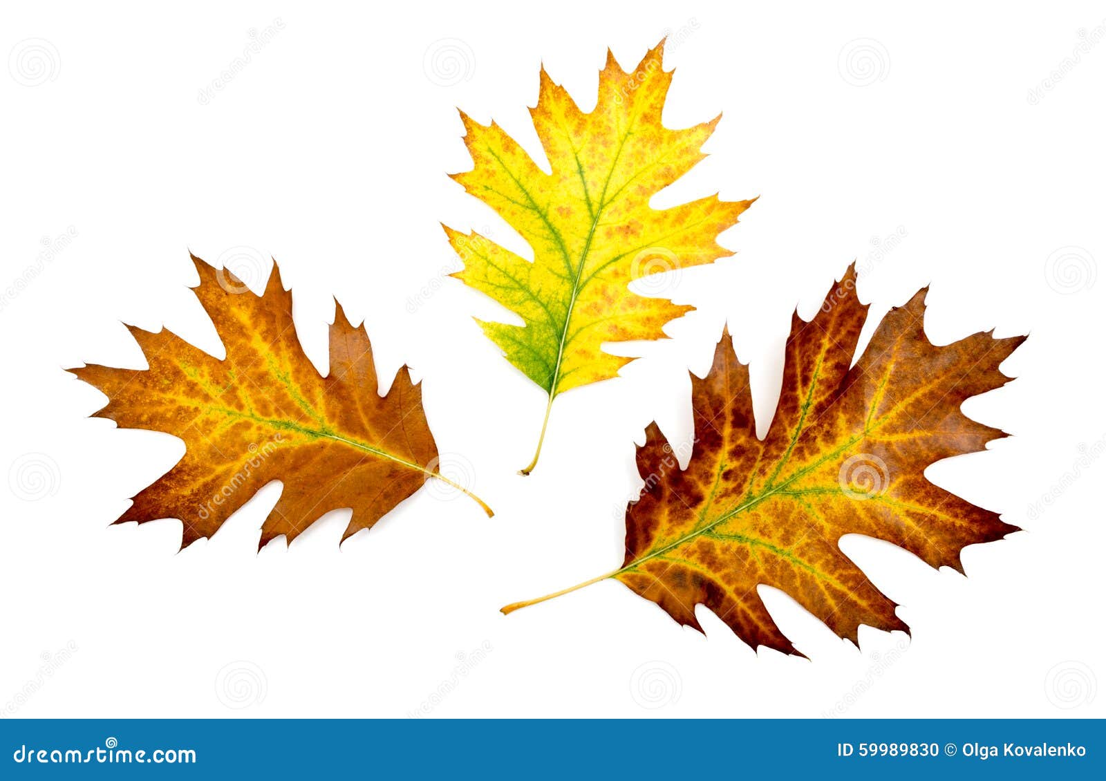 Three Autumn Colorful Oak Leaves Stock Photo - Image of shape, group ...