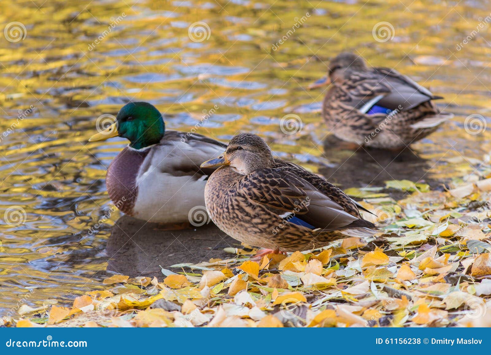 Three autumn duck stock photo. Image of foliage, pond - 61156238