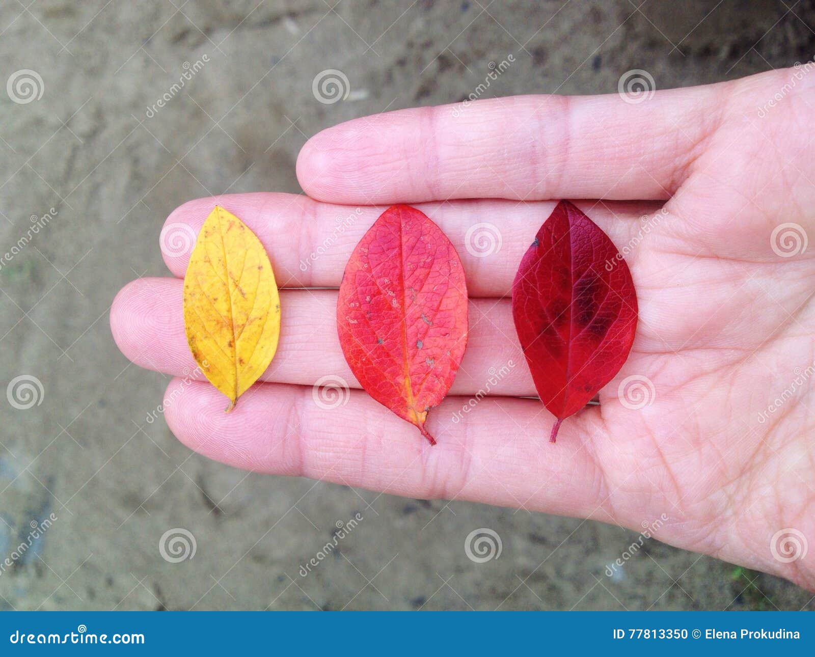Three Autumn leaf stock photo. Image of palm, leaves - 77813350