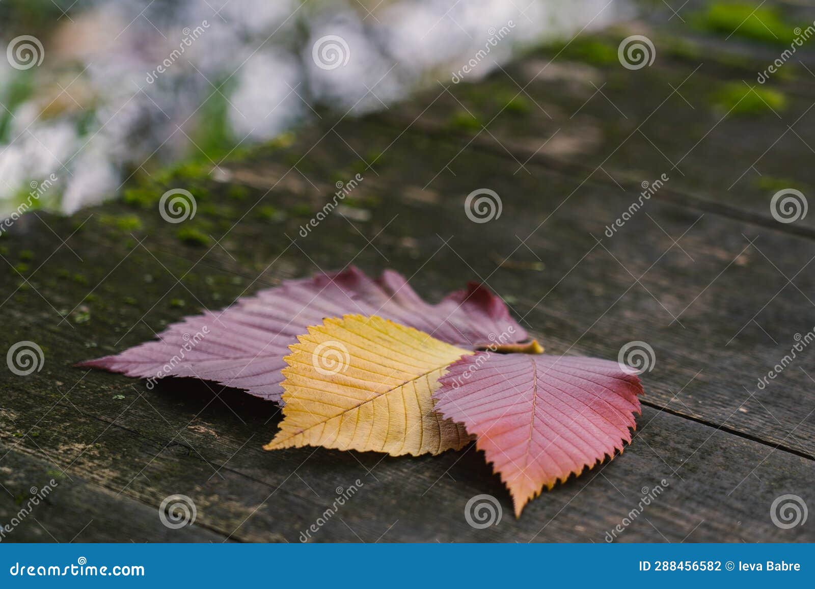 Three Autumn Leaves on the Dock Stock Photo - Image of brown, outside ...