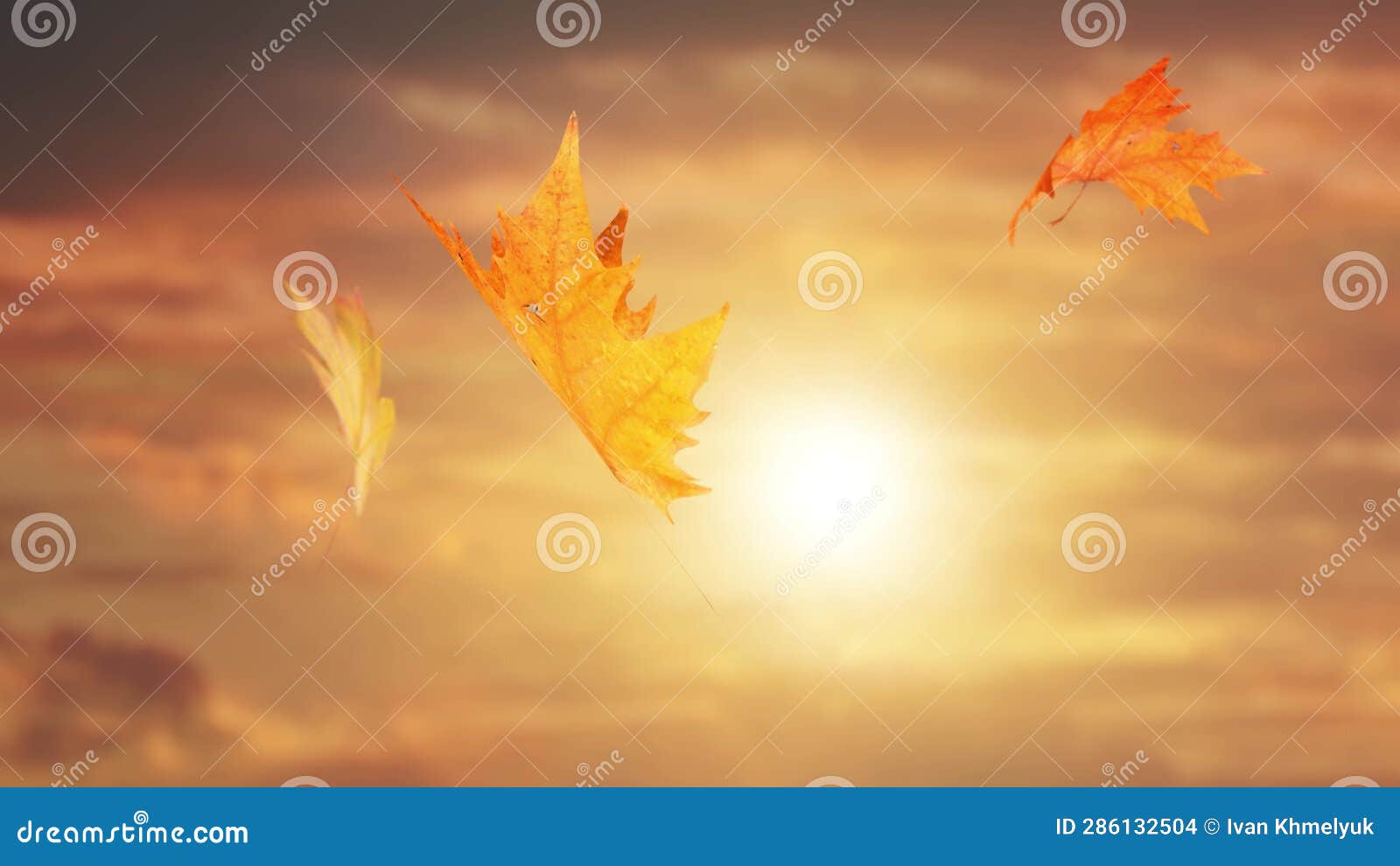 Three Autumn Leaves Fall at Beautiful Sunset Stock Footage - Video of ...