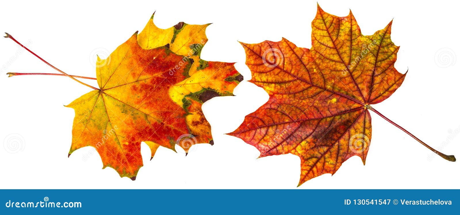 Three autumn leaves stock image. Image of gold, fall - 130541547