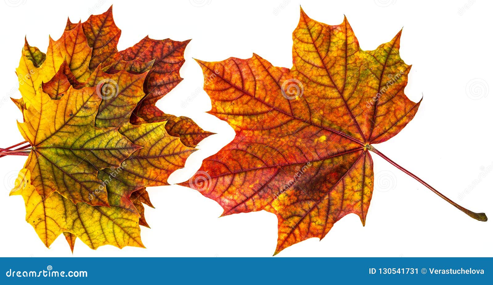 Three autumn leaves stock image. Image of isolated, brown - 130541731