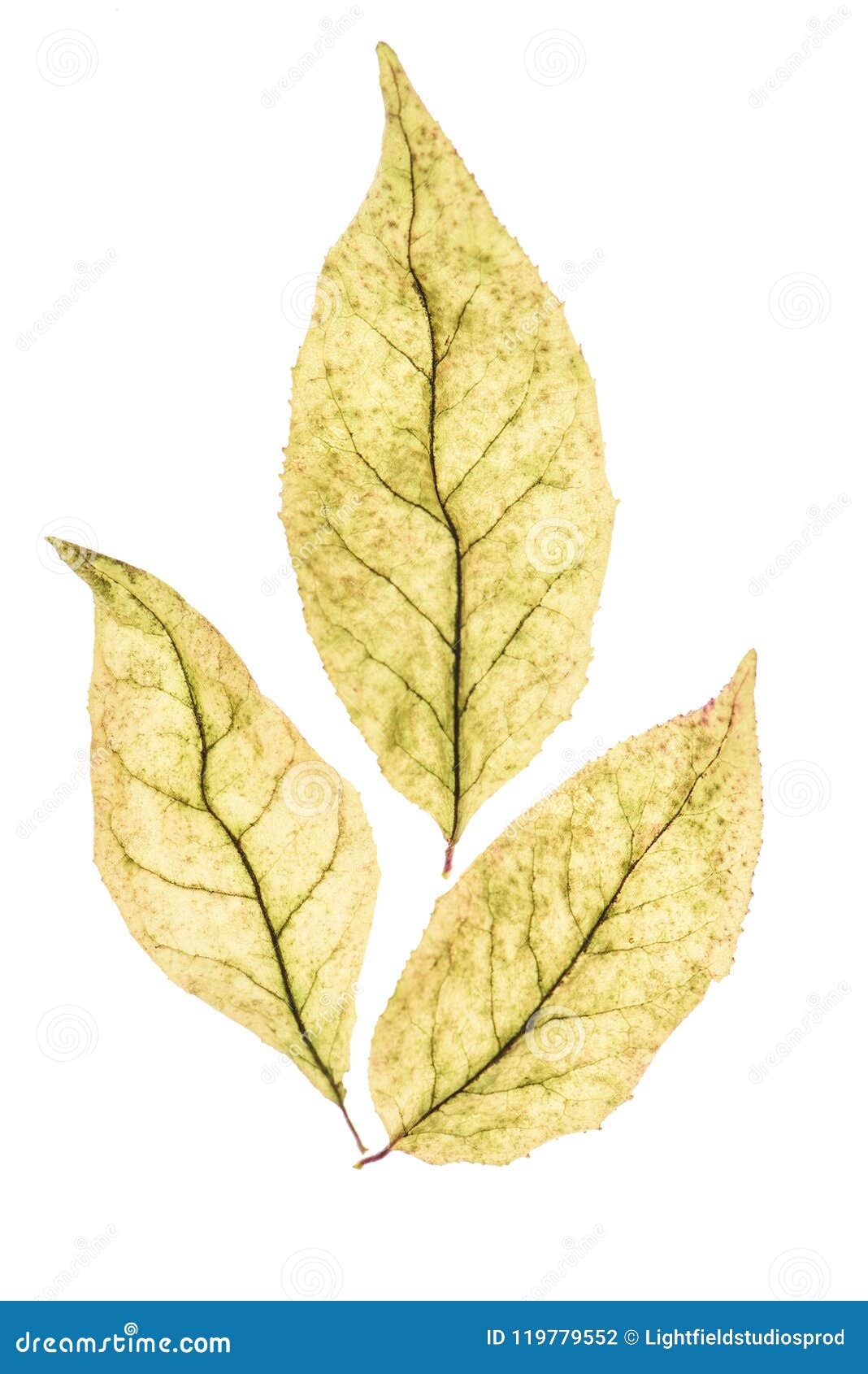 Three autumn leaves stock photo. Image of white, minimalistic - 119779552