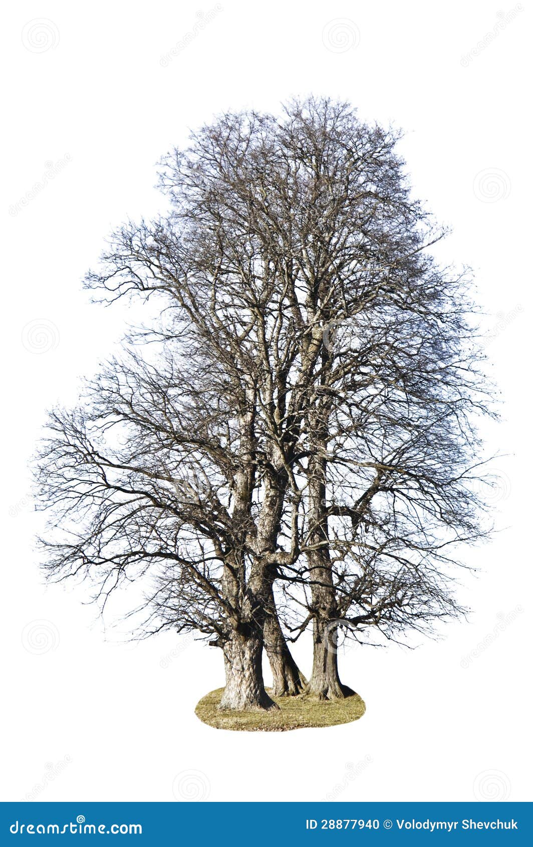 Three autumn trees stock photo. Image of conservation - 28877940