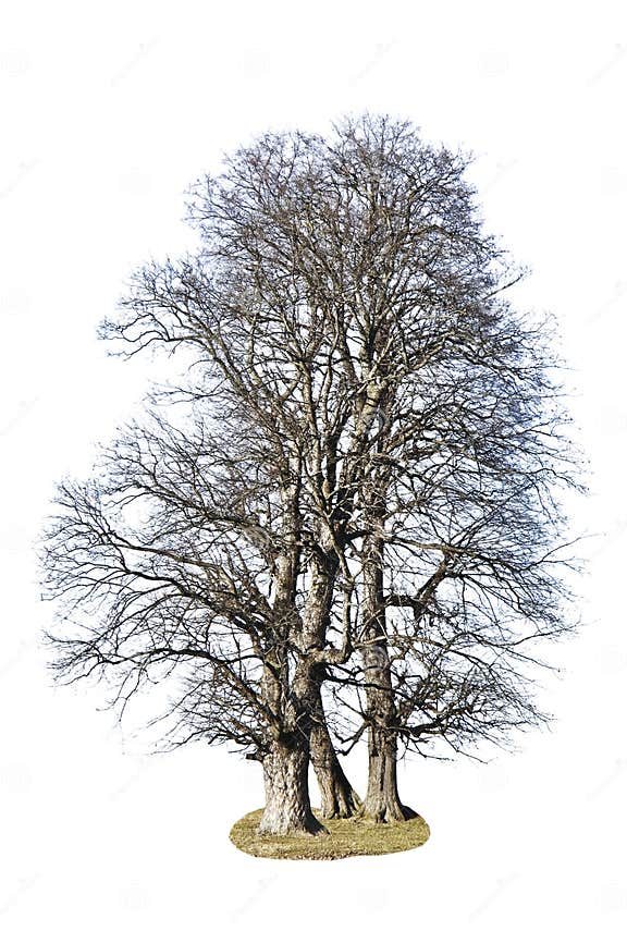 Three autumn trees stock photo. Image of conservation - 28877940