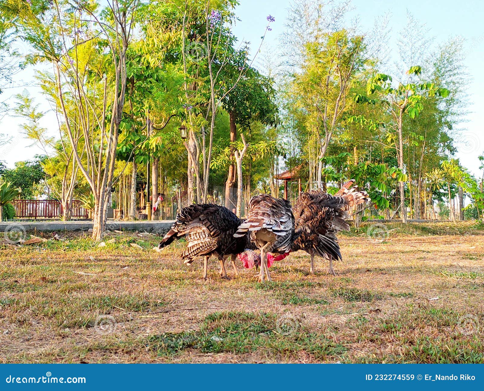The three awesome turkeys stock image. Image of captivity - 232274559