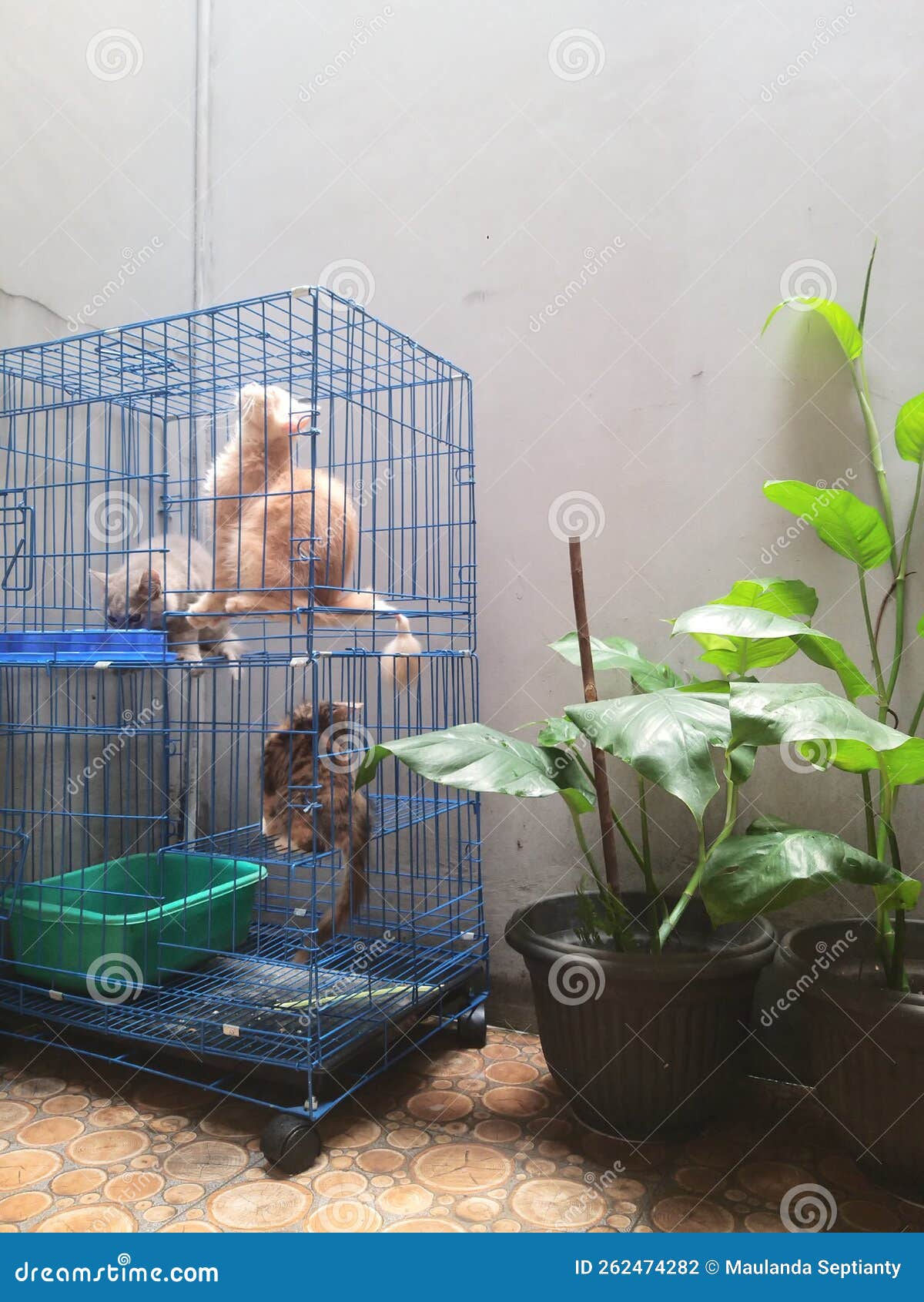 Three Babies is on Their Sunbathing Stock Photo - Image of green ...