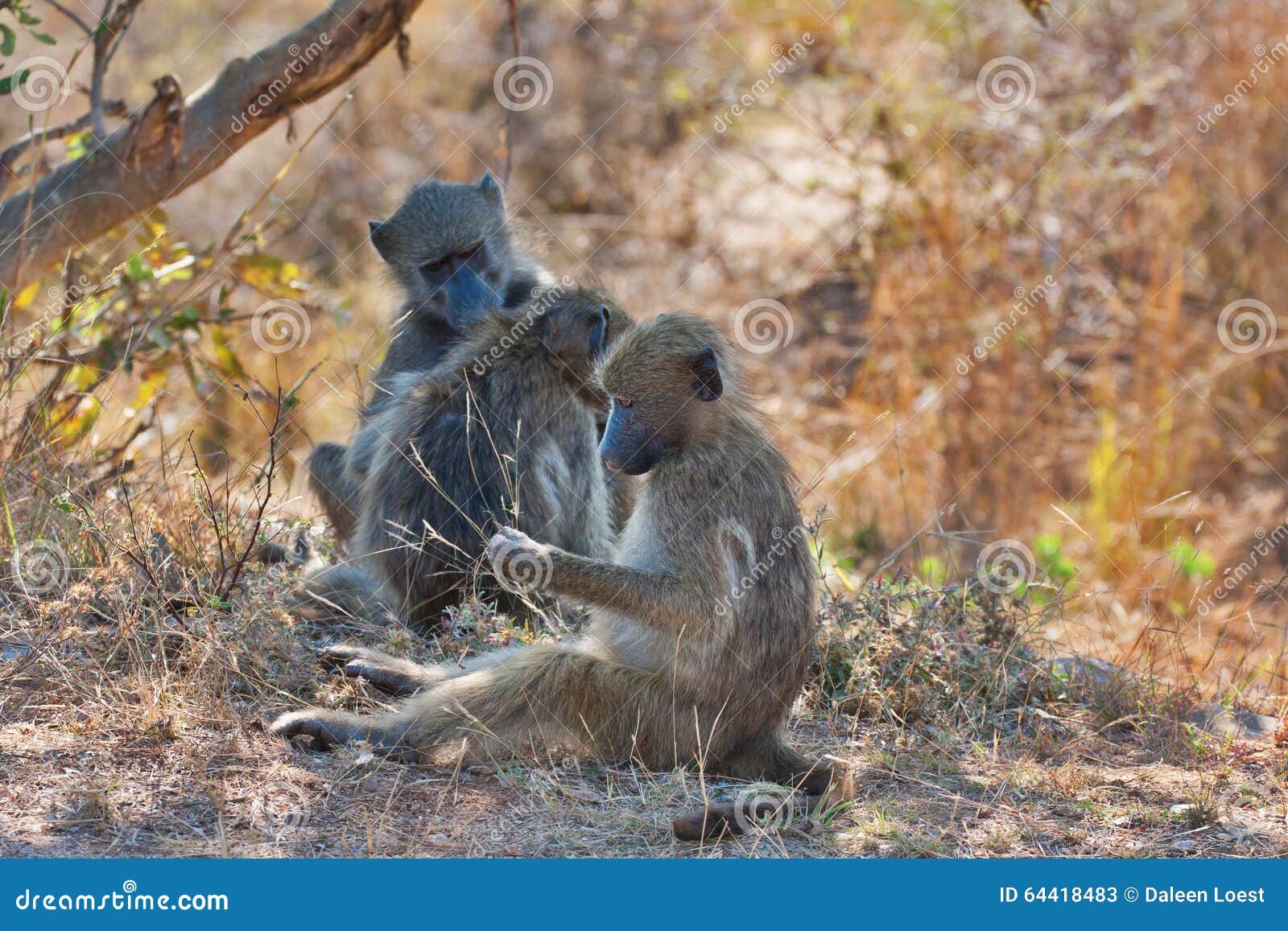 Three baboons stock image. Image of sunshine, mammal - 64418483