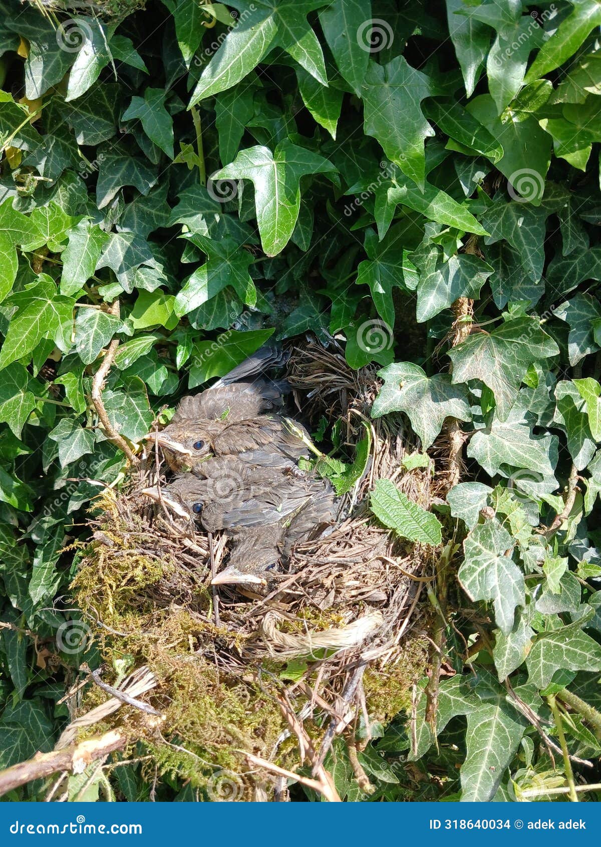 Three baby bird in a cage stock photo. Image of cage - 318640034