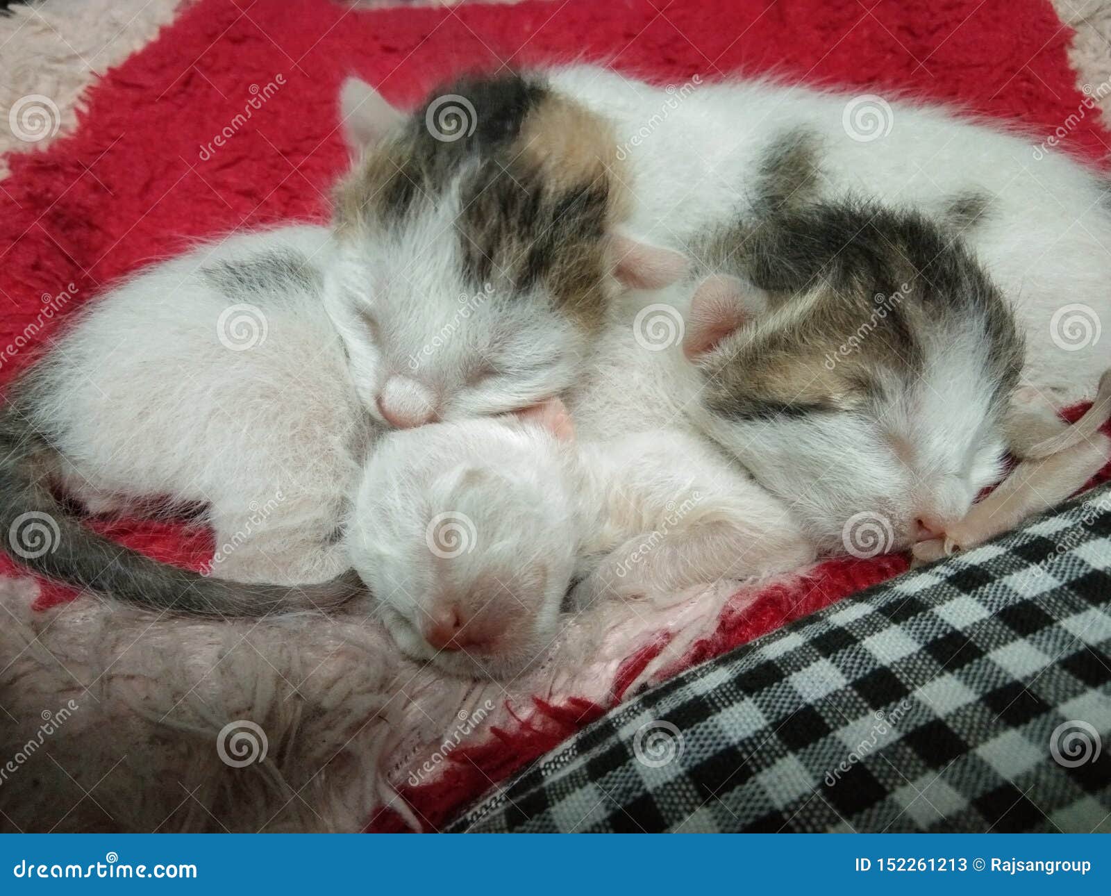 Three Baby Cats Sleeping Picture Stock Image - Image of relaxing, tabby ...