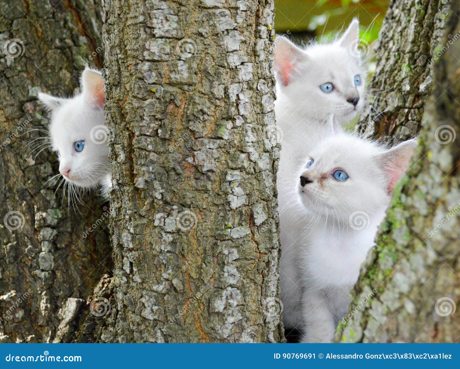 Three baby cats stock image. Image of baby, funny, beautiful - 90769691