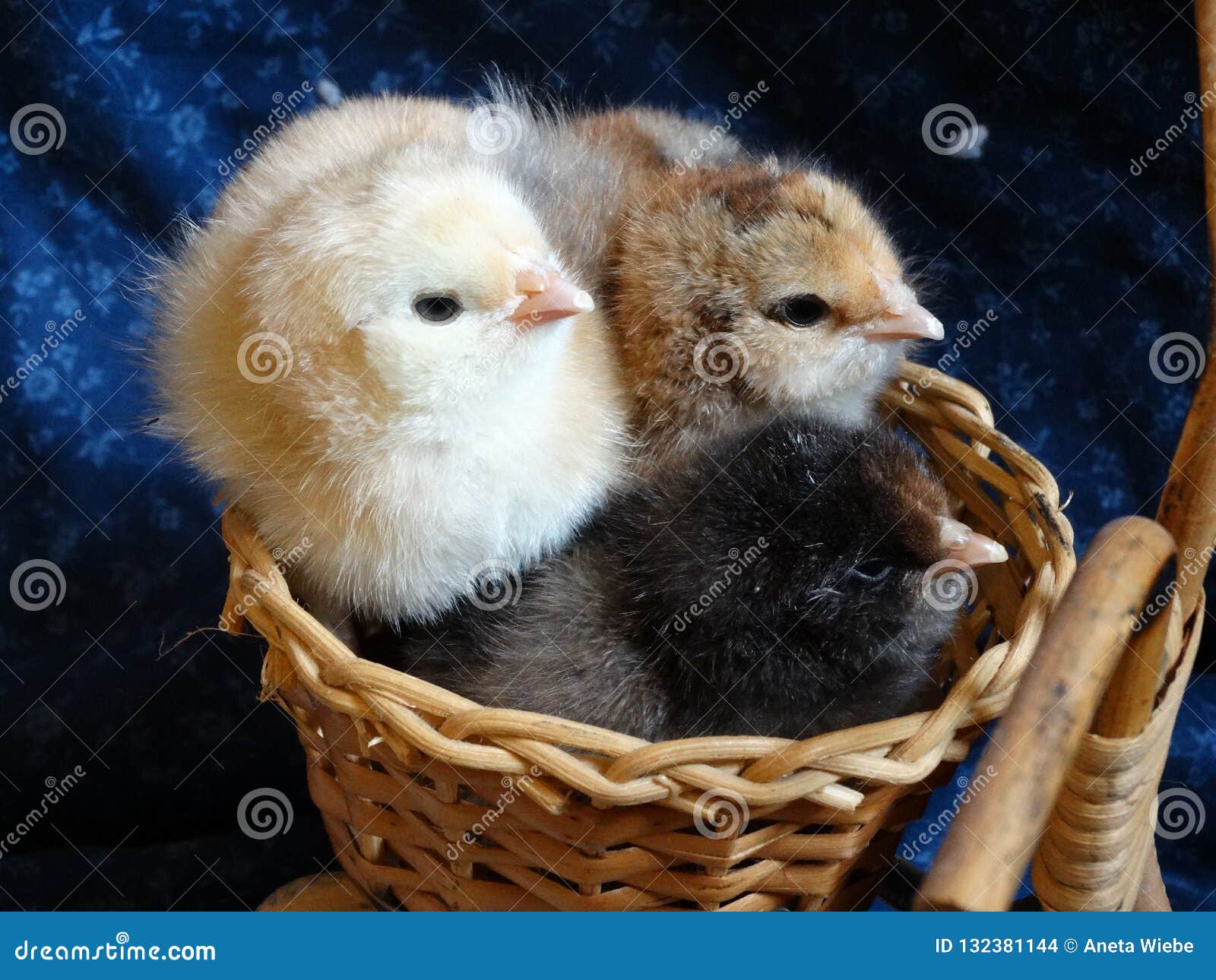 Baby chicks in basket stock photo. Image of chicks, three - 132381144