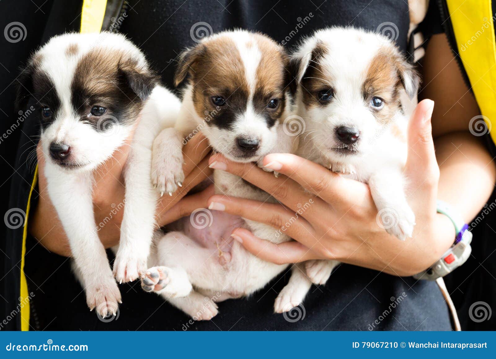 The Three Baby Dogs & Animal so Cute Stock Photo - Image of animal ...