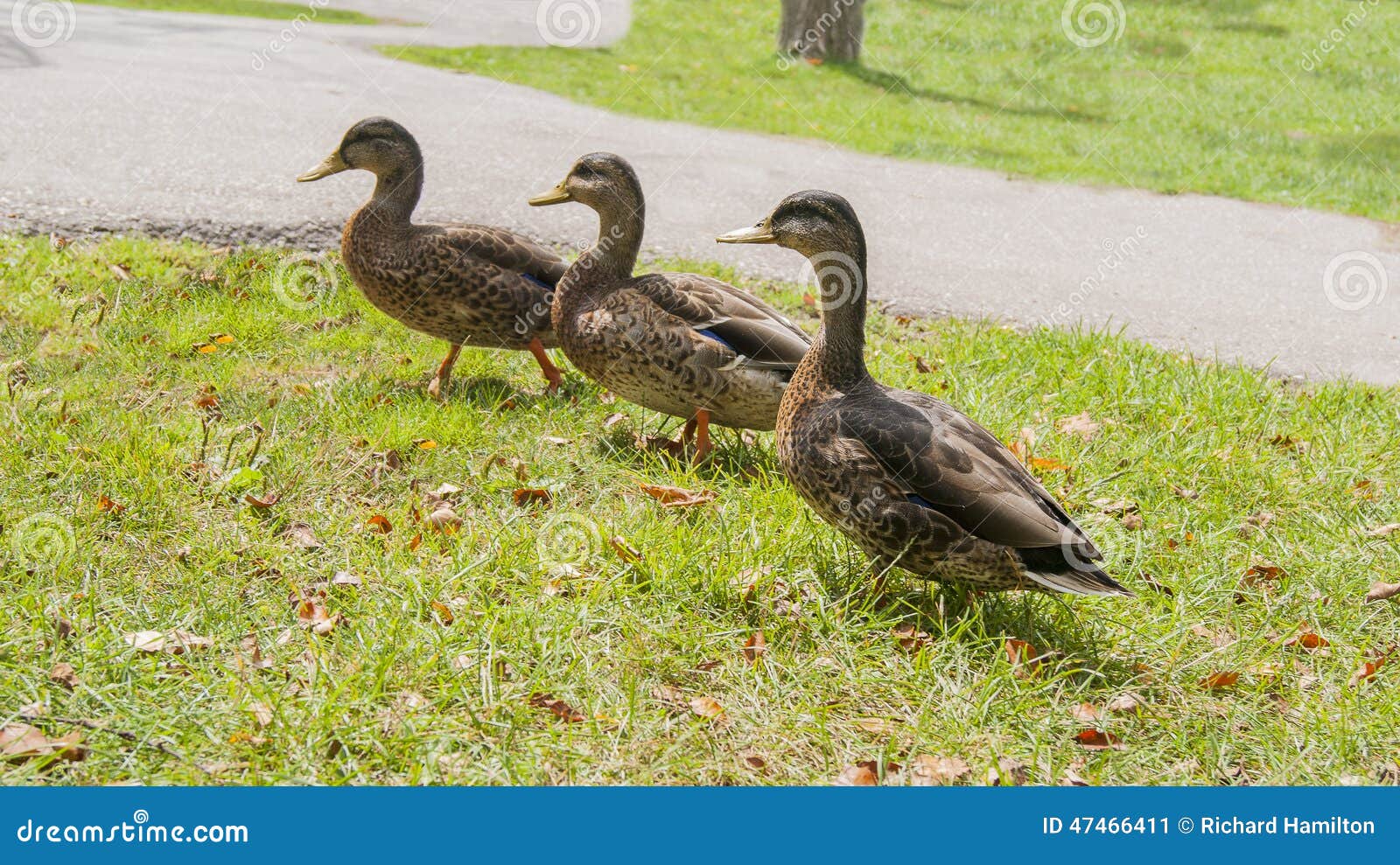 Three Baby Ducks in a park stock image. Image of ontario - 47466411