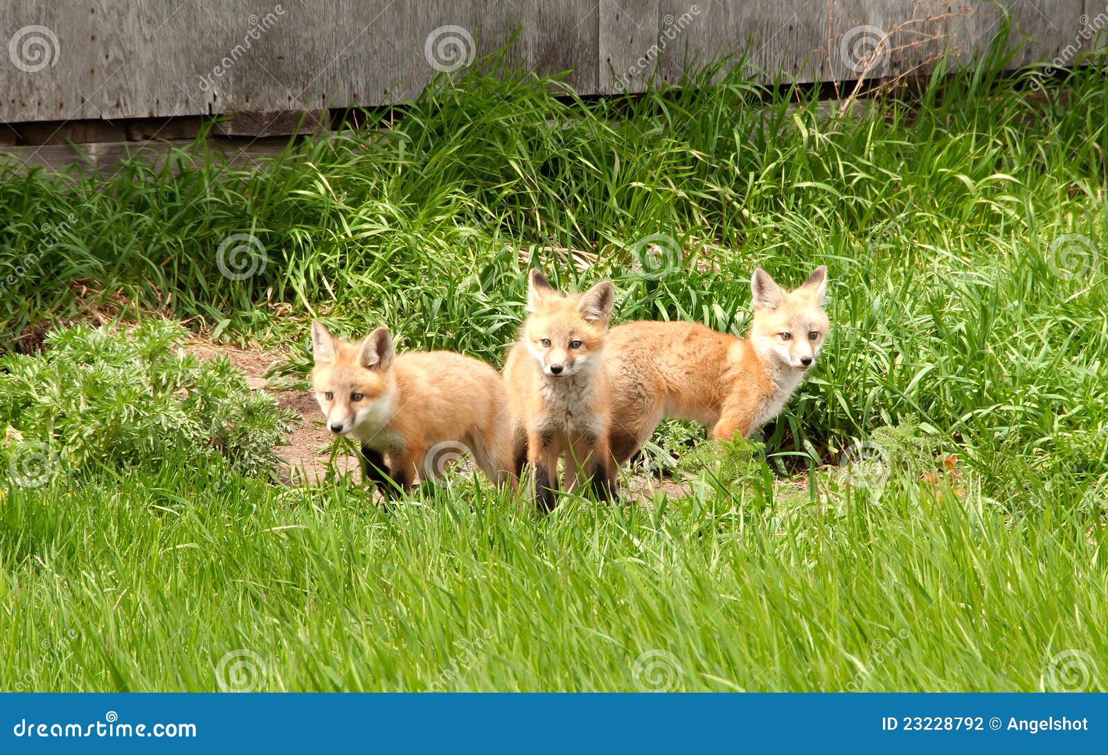 Three baby foxes stock photo. Image of cute, grass, babies - 23228792