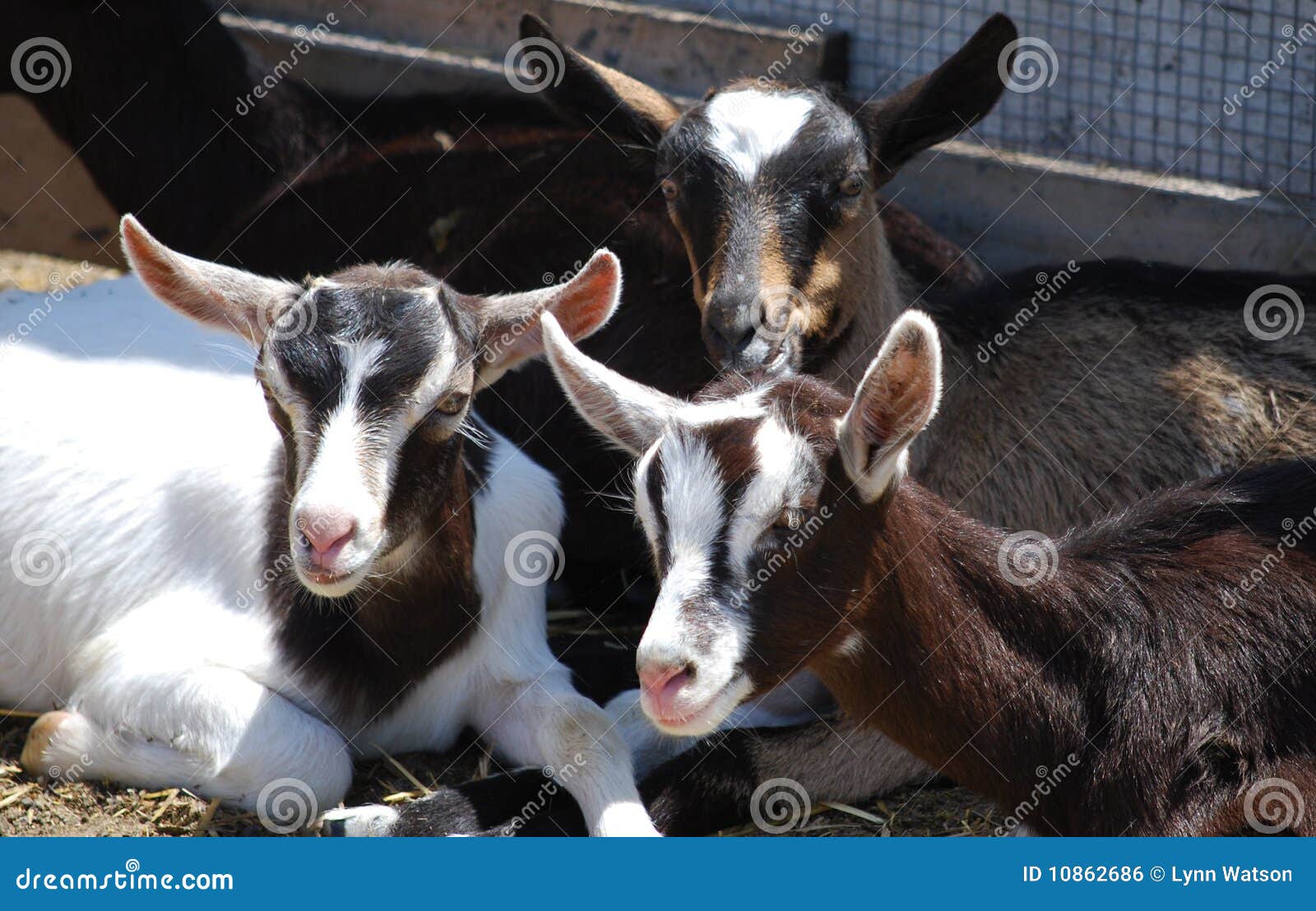 Three baby goats stock photo. Image of petting, three - 10862686